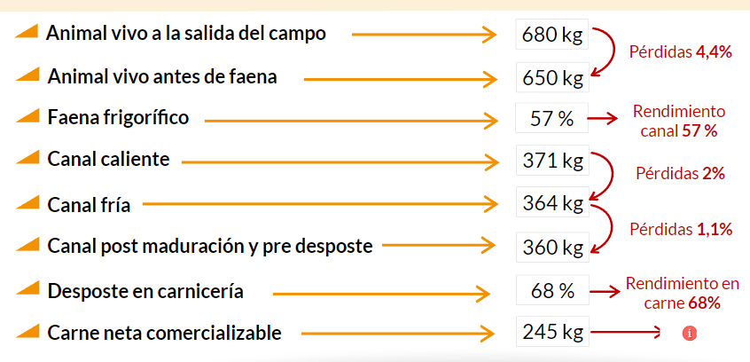 Carne bovina: rendimiento canal y comercial - AgroGlobal